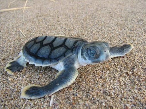 The Lost Years.. - Sea Turtles of India