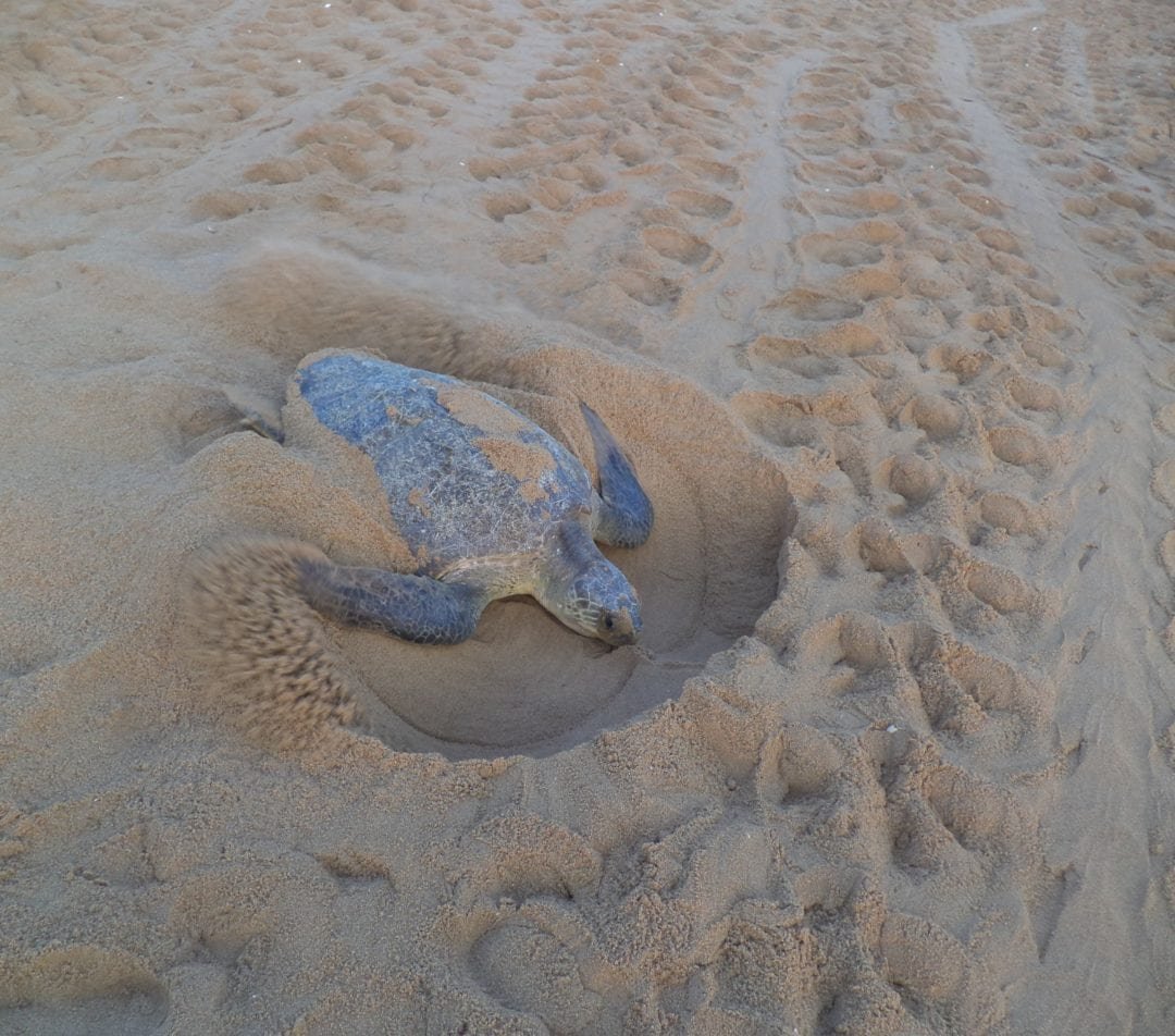 Arribada! - Sea Turtles of India
