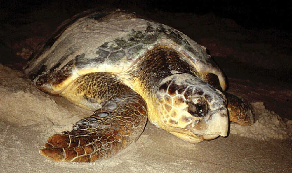 Loggerhead - Sea Turtles of India