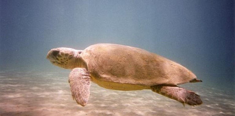 Loggerhead - Sea Turtles of India