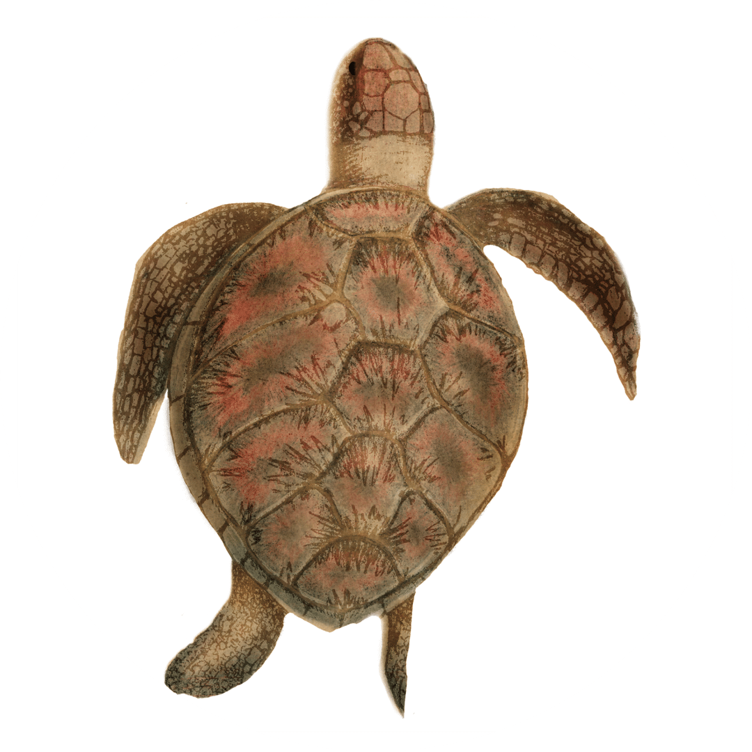 Explore sea turtle conservation and research in India