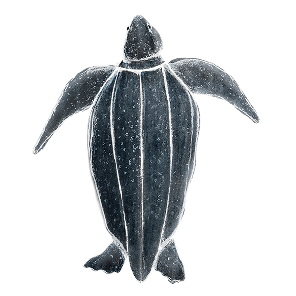 Explore sea turtle conservation and research in India