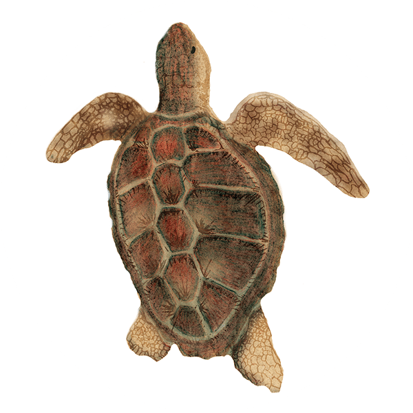 Loggerhead - Sea Turtles of India
