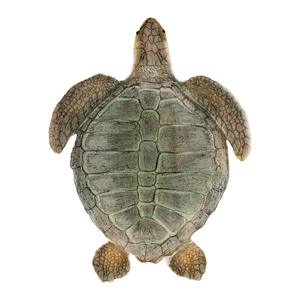 Explore sea turtle conservation and research in India