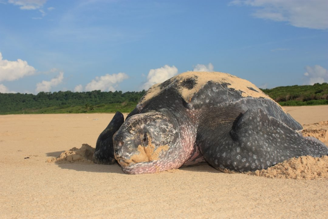 Project Profiles - Sea Turtles of India