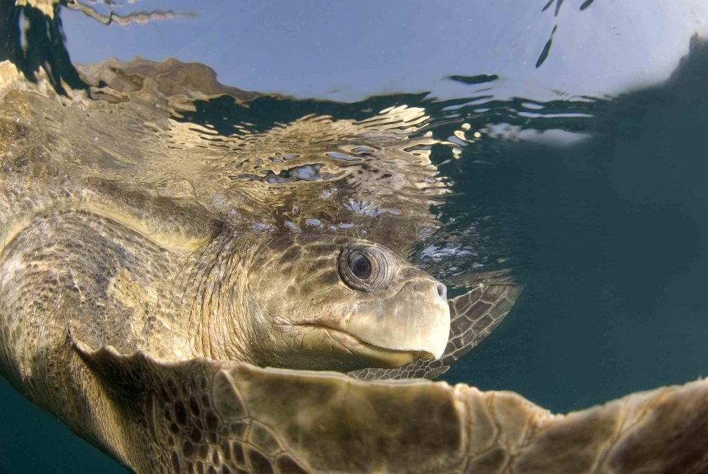 Determining the Offshore Distribution and Migration Pattern of Olive ...