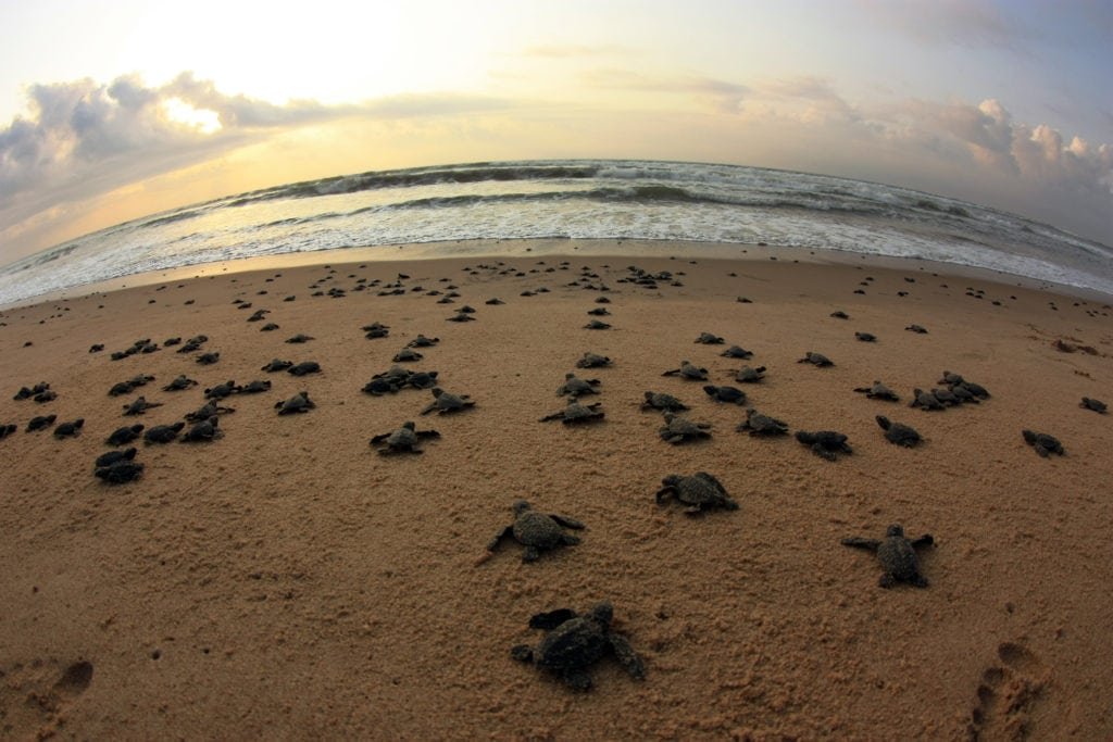 Nest Site Selection and Effects of Anthropogenic Changes - Sea Turtles ...