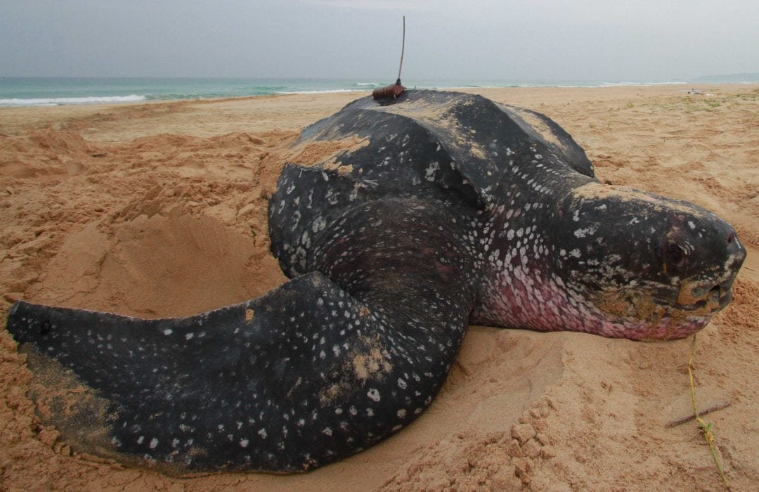 LA diary: The leatherbacks of Little Andamans - Sea Turtles of India