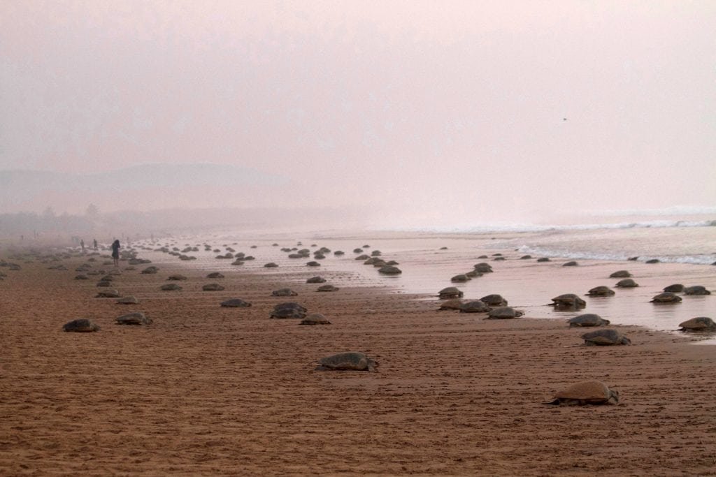 Project Profiles - Sea Turtles of India