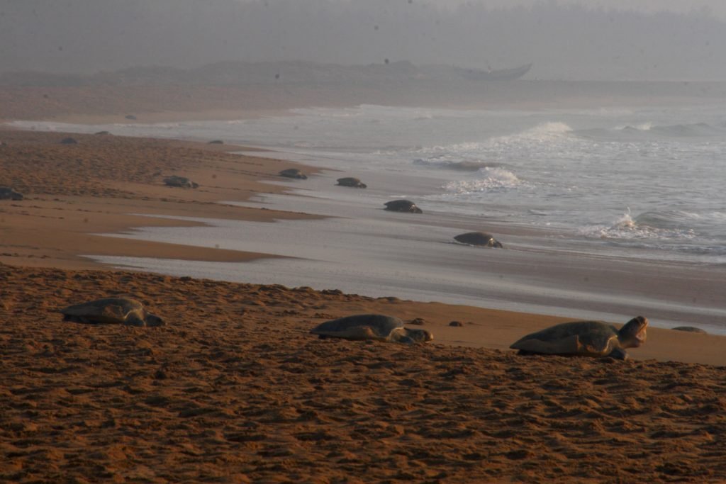 Monitoring Olive Ridley turtles in Odisha, India - Sea Turtles of India